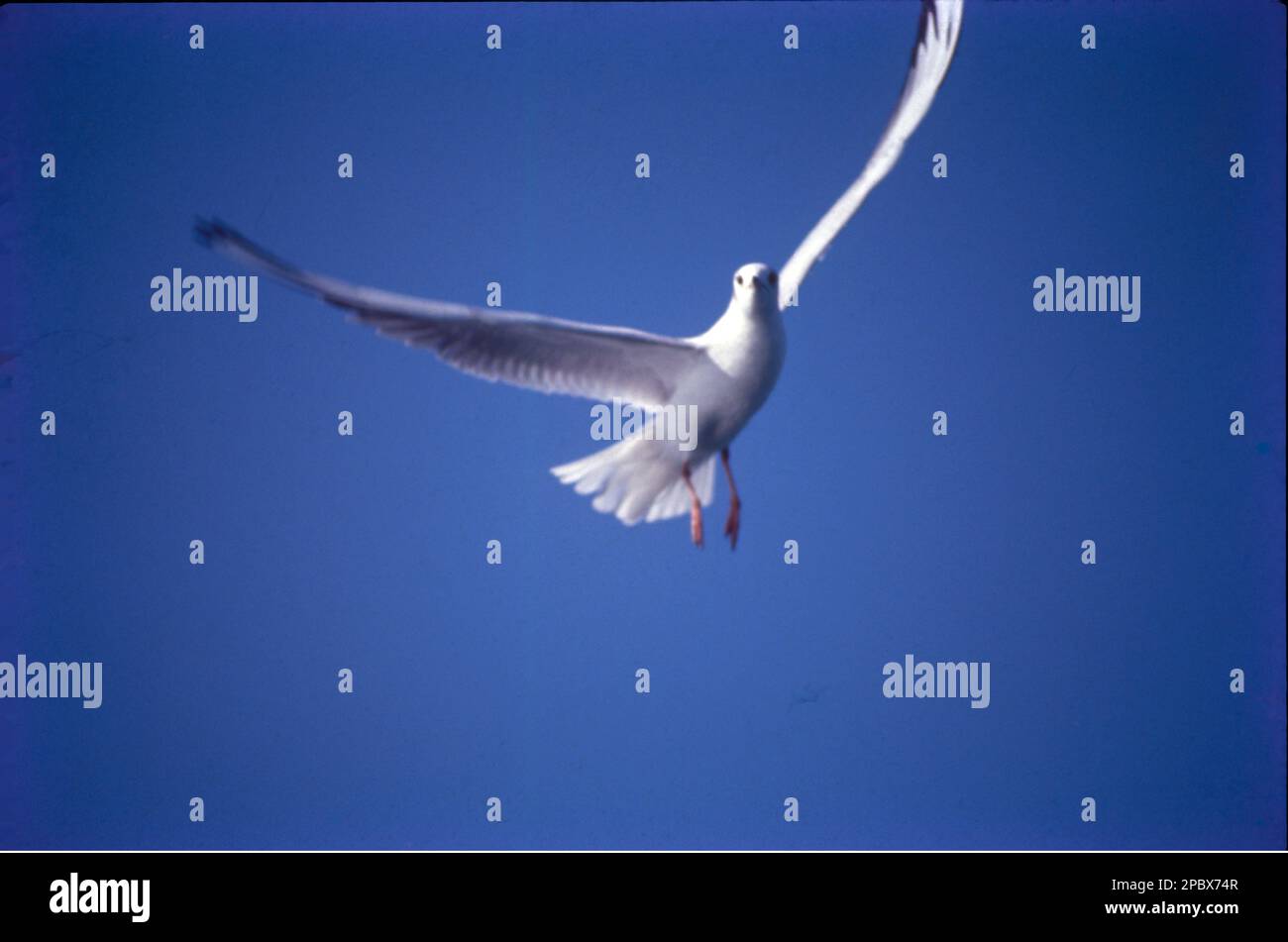 Sea Gulls Near Gate Way of India, Bombay, Maharashtra, India Stock ...