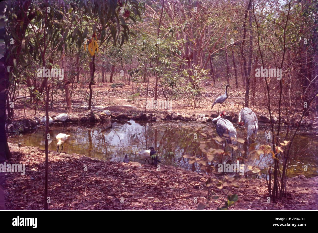 Birds in Delhi Zoo Near a Lake, India Stock Photo - Alamy