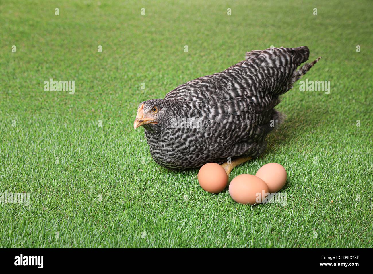 Beautiful chicken with eggs on green grass Stock Photo - Alamy