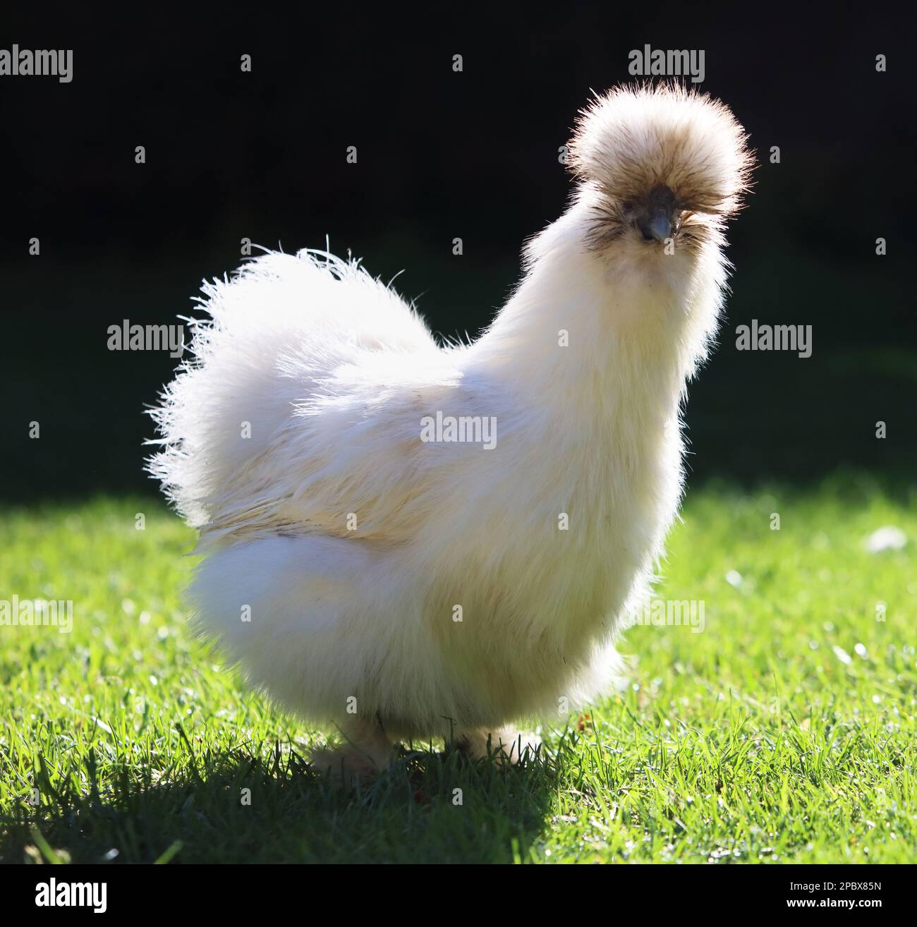 Silkie chickens on a grass, outdoor, bio farm Stock Photo - Alamy