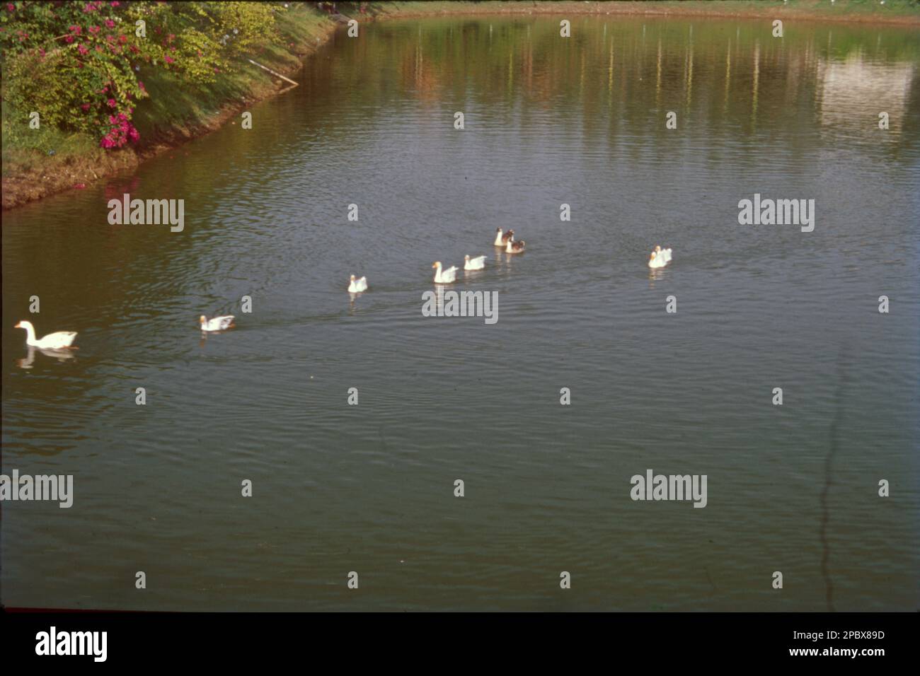 Ducks form a group of numerous bird species found in the family ...