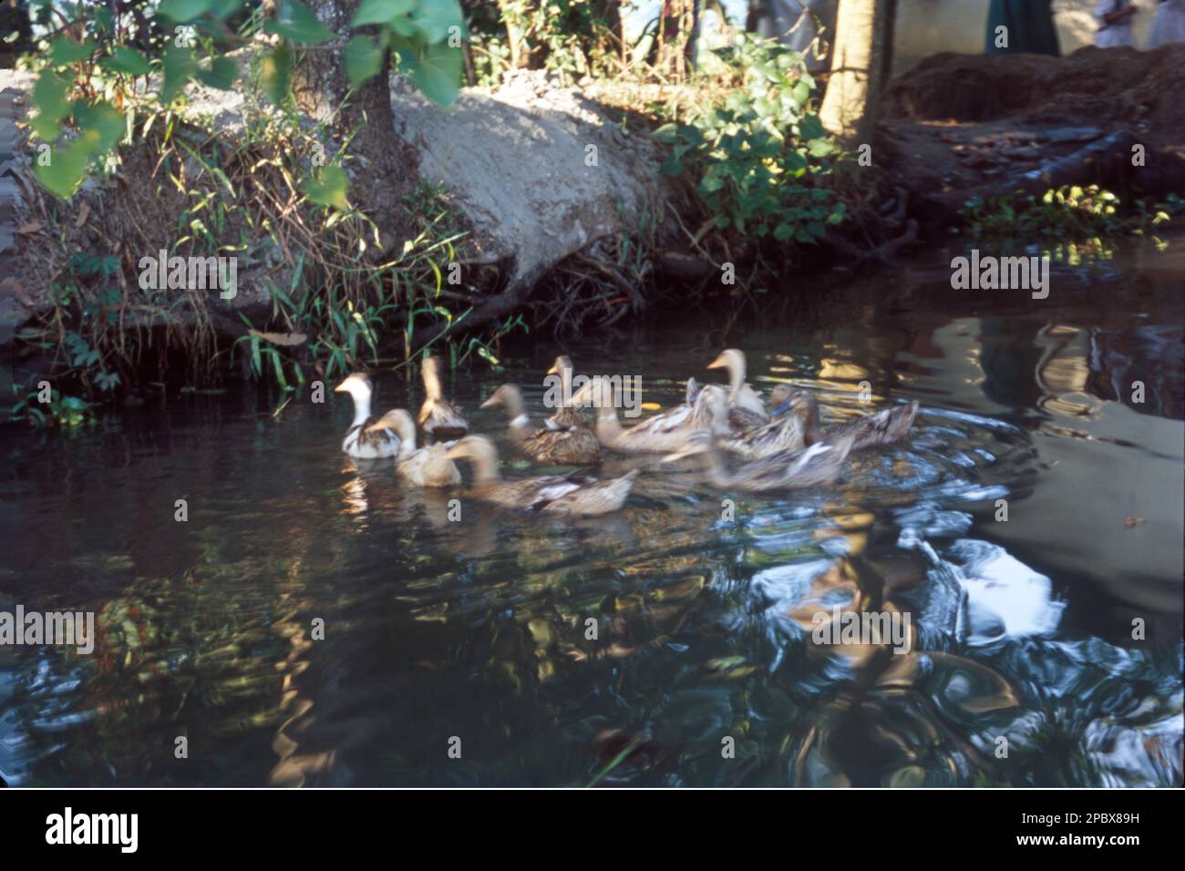 Ducks form a group of numerous bird species found in the family ...