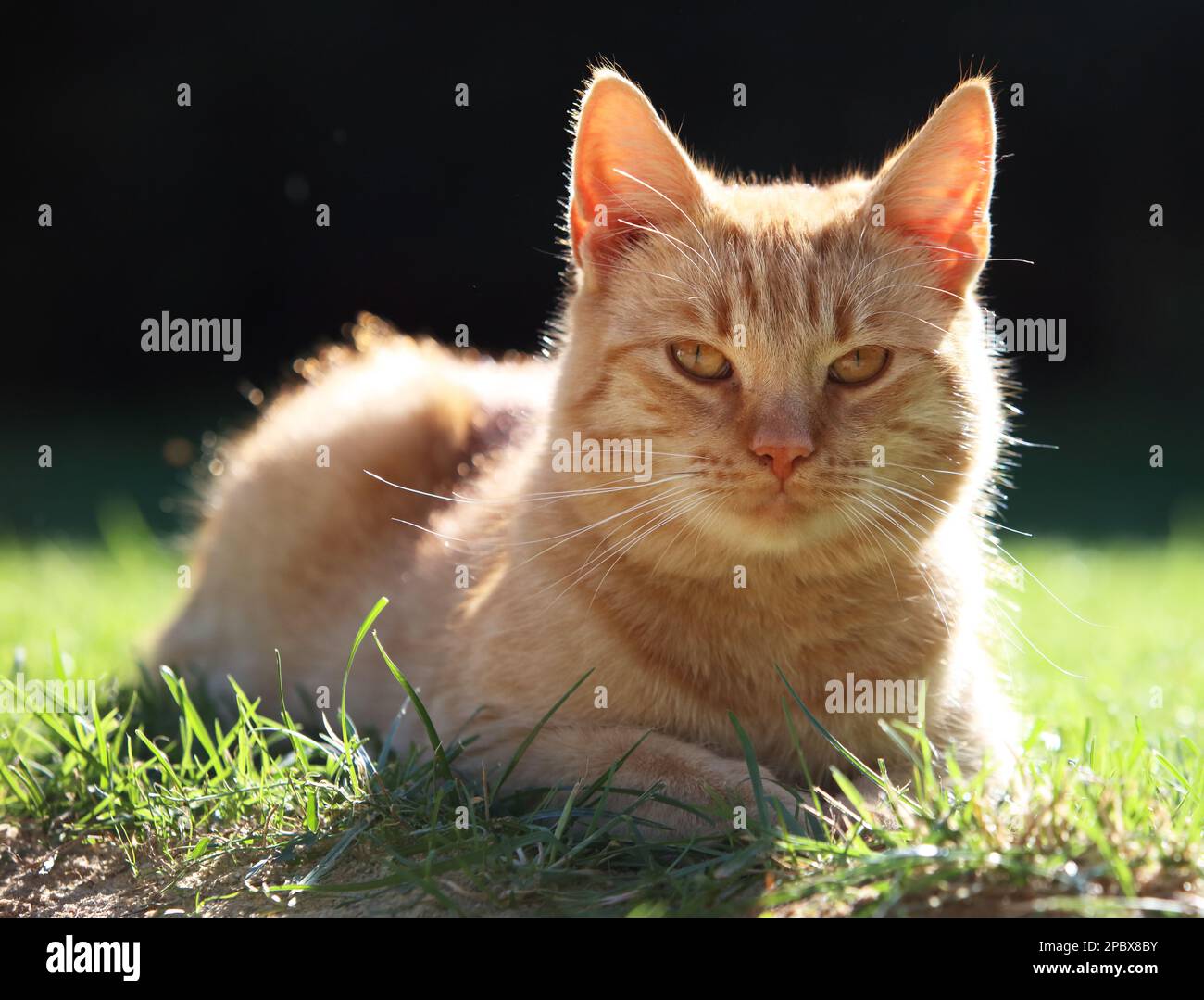 Beautiful rusty cat in the garden. Felis sivestris catus Stock Photo ...