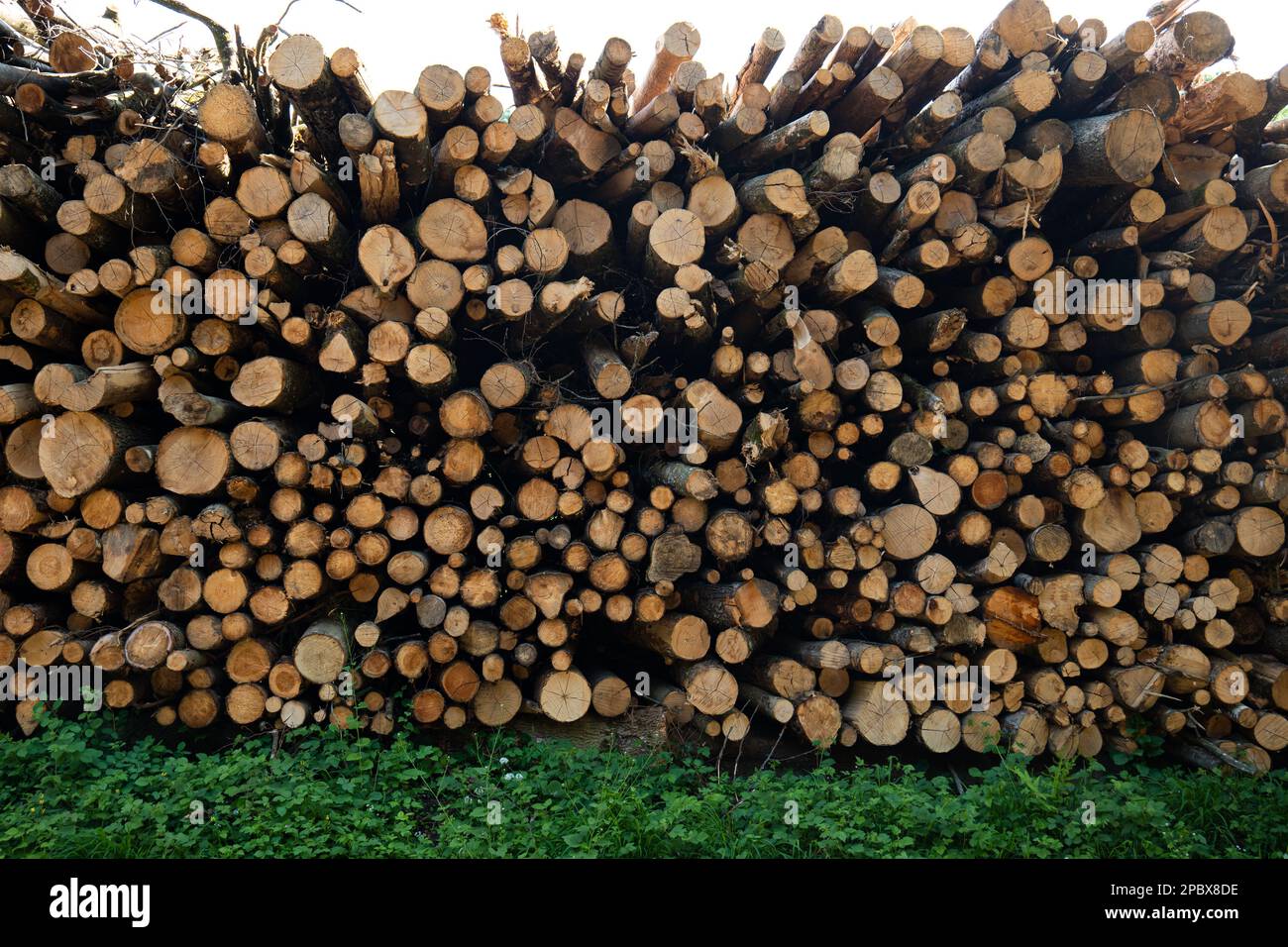 Large pile of stacked cut trees in a forest in Europe. Forestry works ...