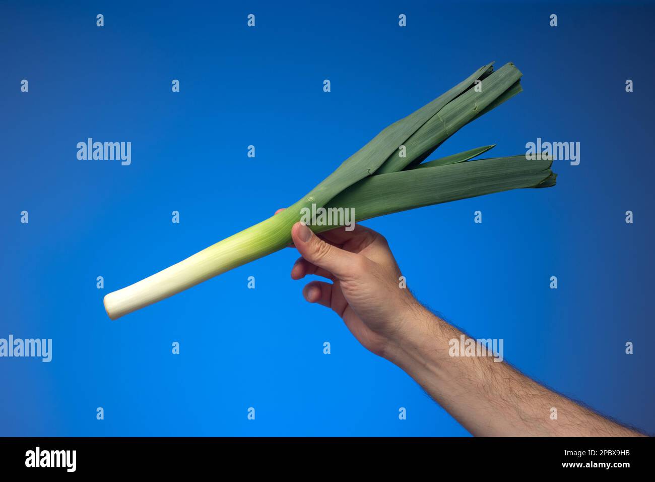 Fresh green whole leek vegetable held in hand by Caucasian male. Close ...