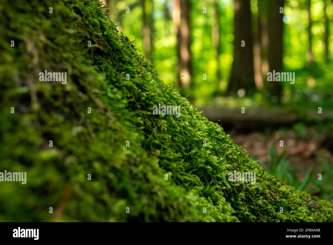Green moss growing on a tree stump in a European forest Stock Photo - Alamy
