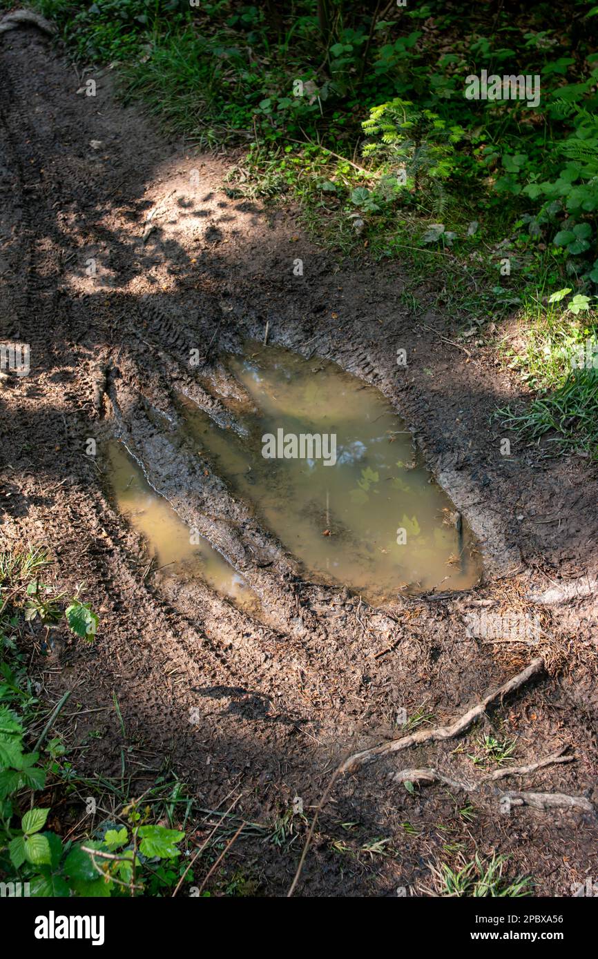 Muddy water puddle after heavy rain on a footpath in a European forest ...