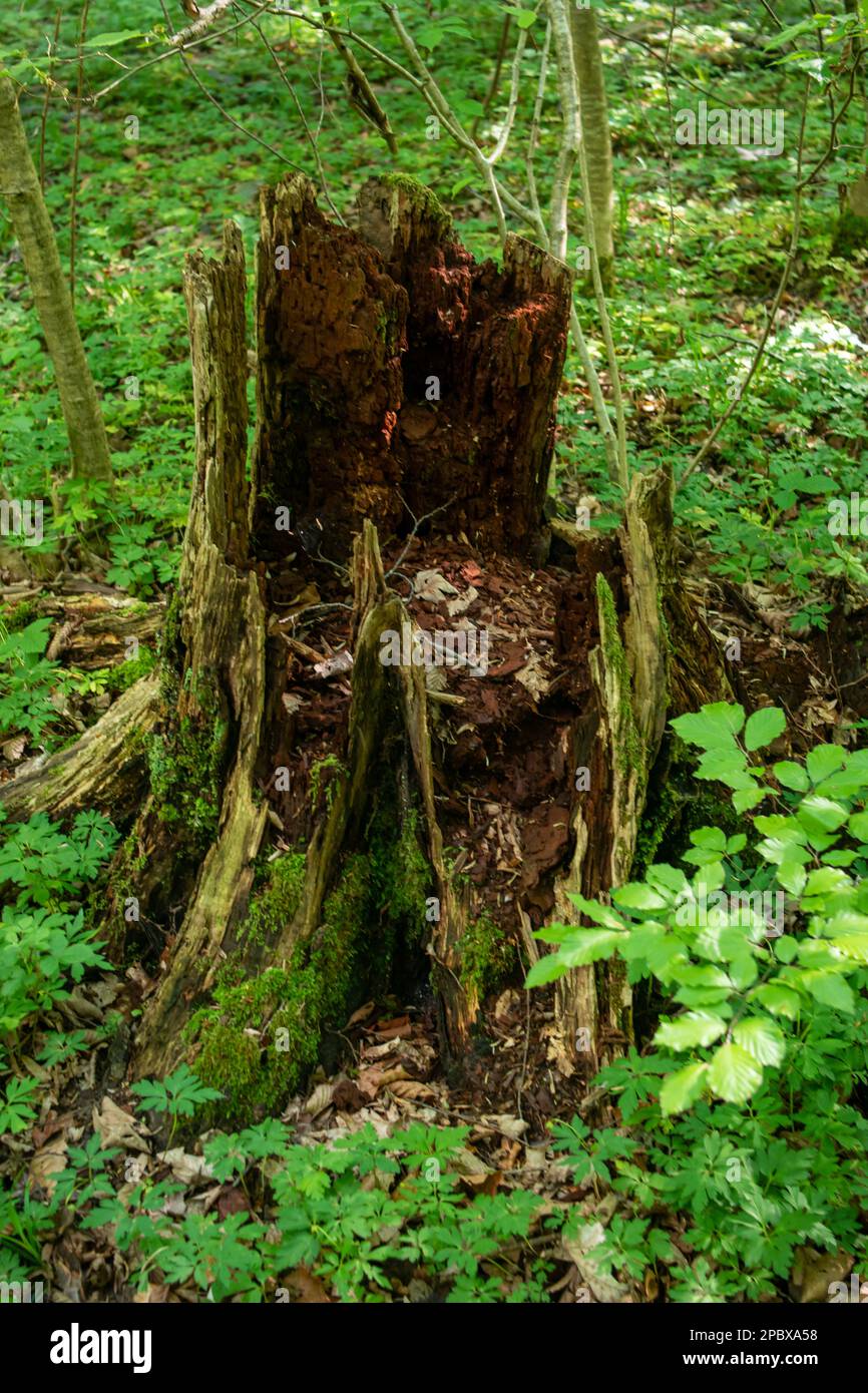 Moss growing on a tree stump hi-res stock photography and images - Alamy