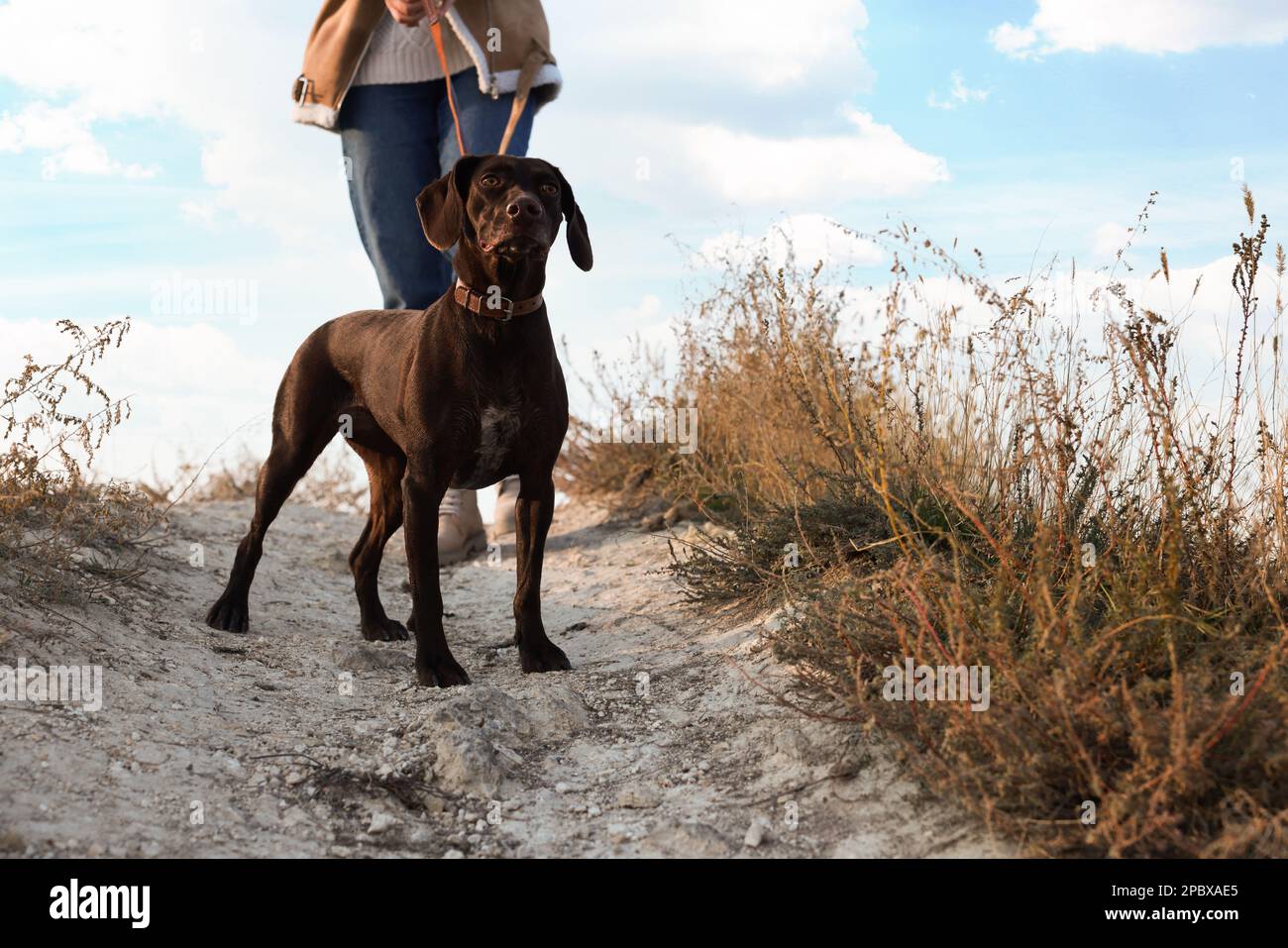 Female german shorthaired pointer hi-res stock photography and images ...