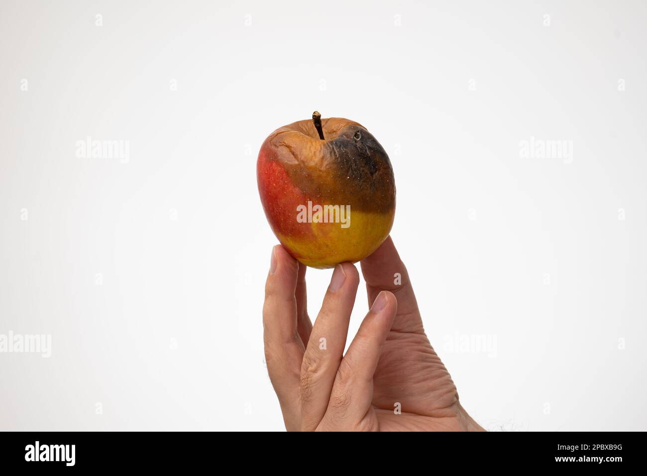 Half rotten or spoiled apple being held in hand by a Caucasian male ...