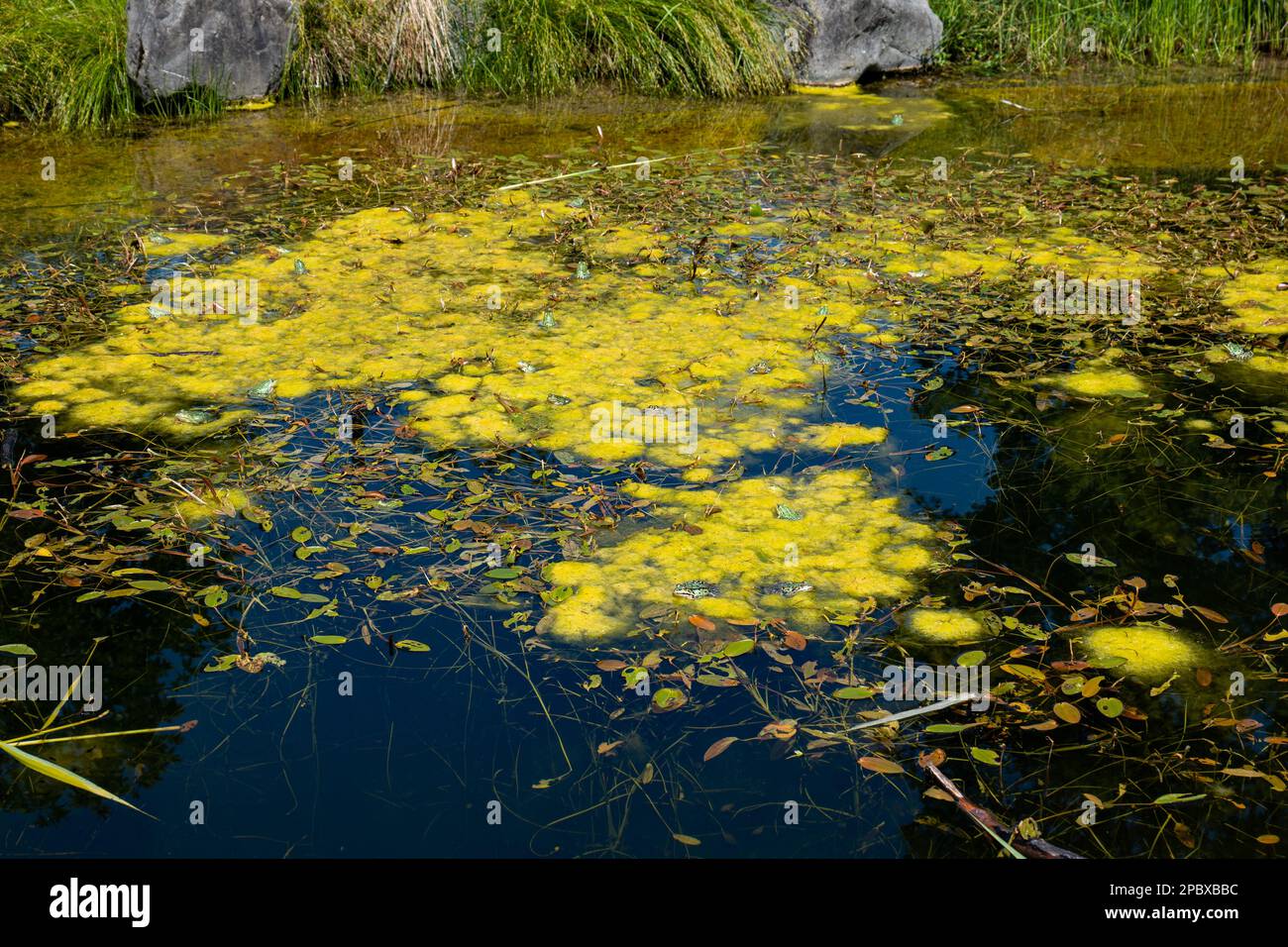 Common frogs resting on duckweed in a pond in Europe. Wide angle view ...