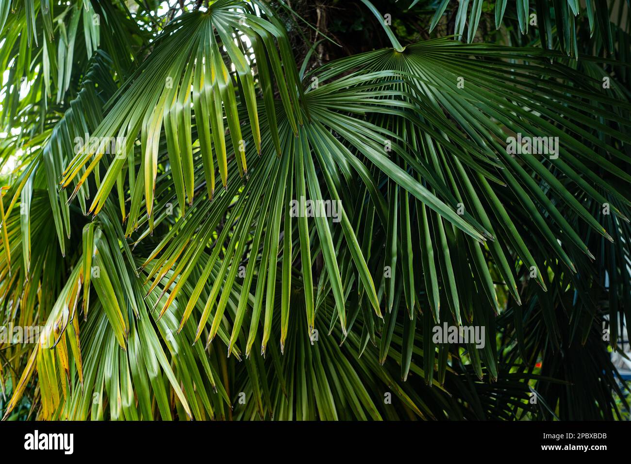 Large green Washingtonia filifera leaves. Large plant, outside shot, no ...