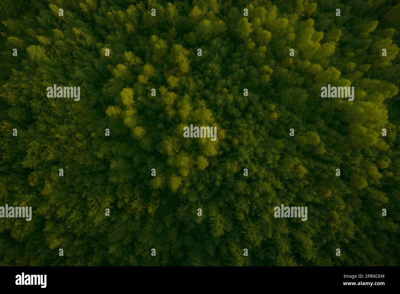 Aerial view of forest with beautiful green trees Stock Photo - Alamy
