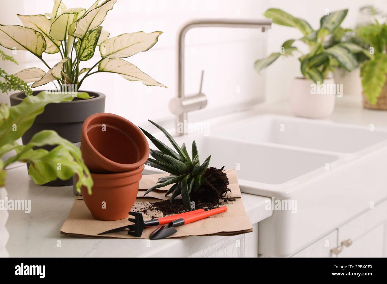 Beautiful houseplants and gardening tools on kitchen counter, space for ...