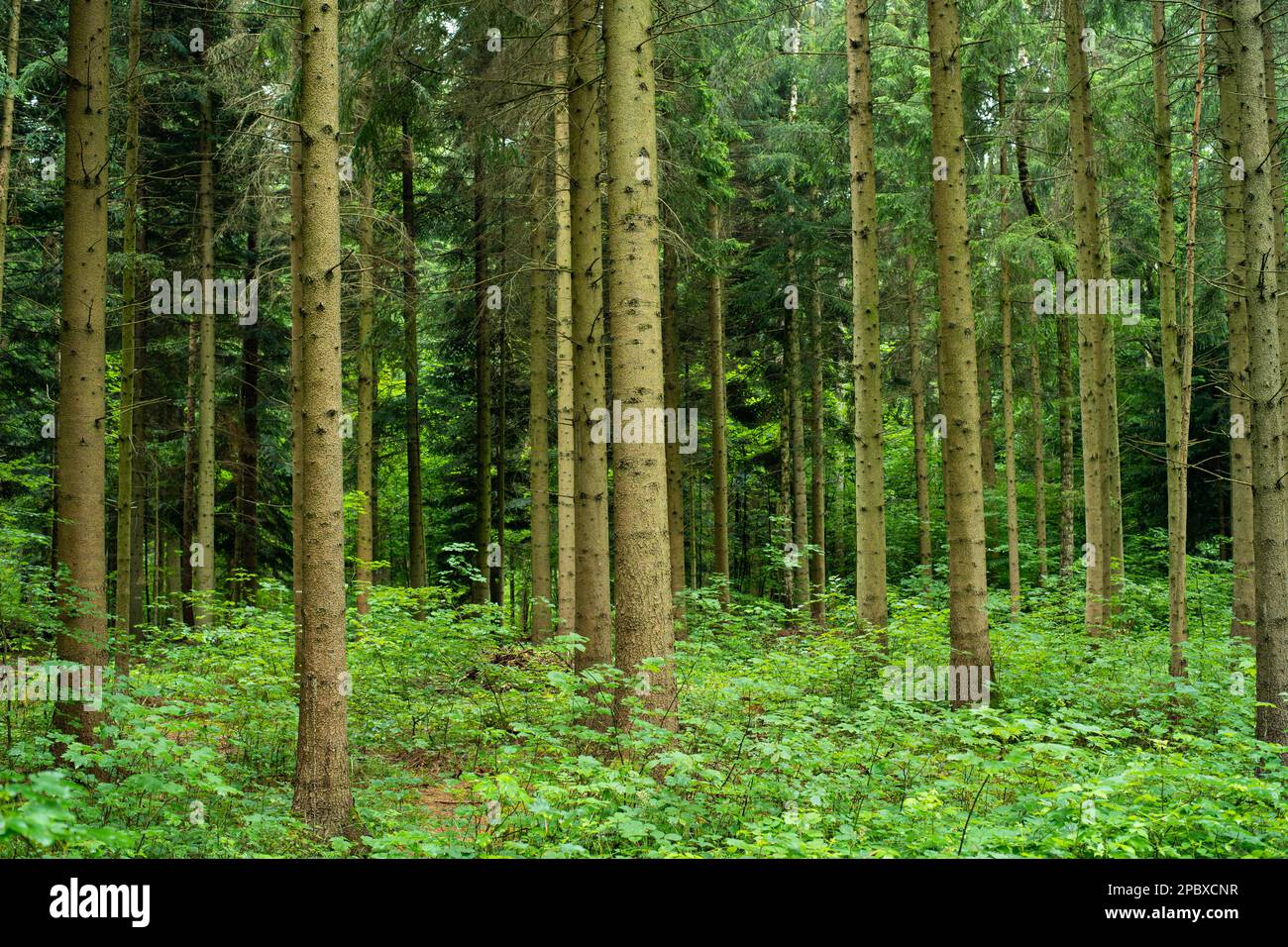 Tall trees and overgrown, lush greenery in a Swiss forest Europe ...