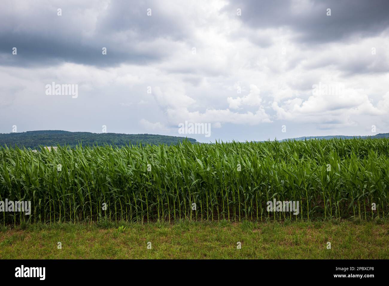 A corn field in Switzerland, Europe. Tall corn stalks,dark stormy ...