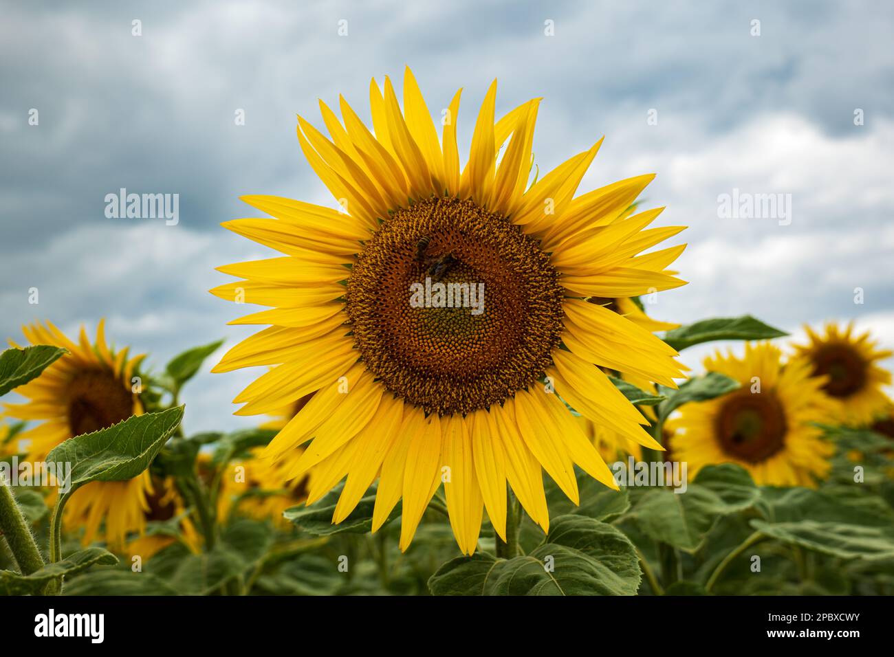 A sunflower field in Switzerland Europe. Close up shot, real time, no ...