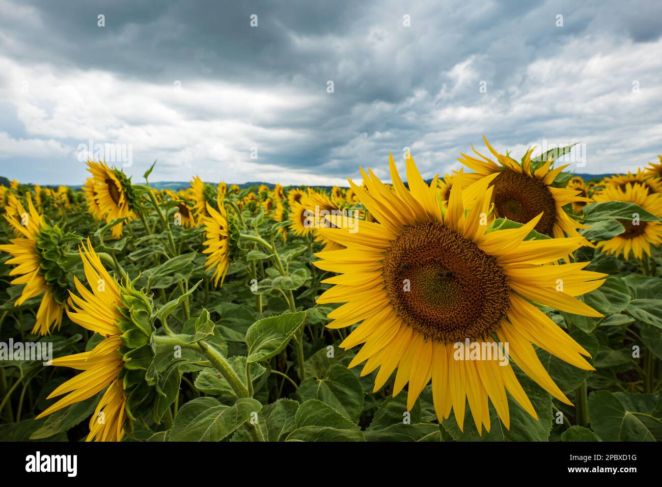 A sunflower field in Switzerland Europe. Close up shot, real time, no ...