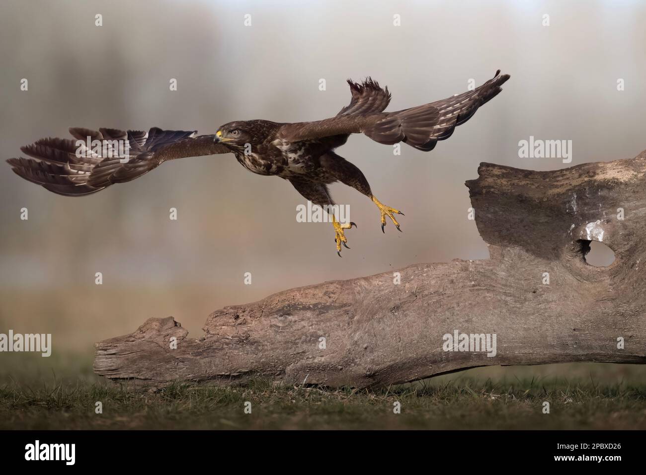 A majestic brown hawk soaring through the air with its wingspan ...