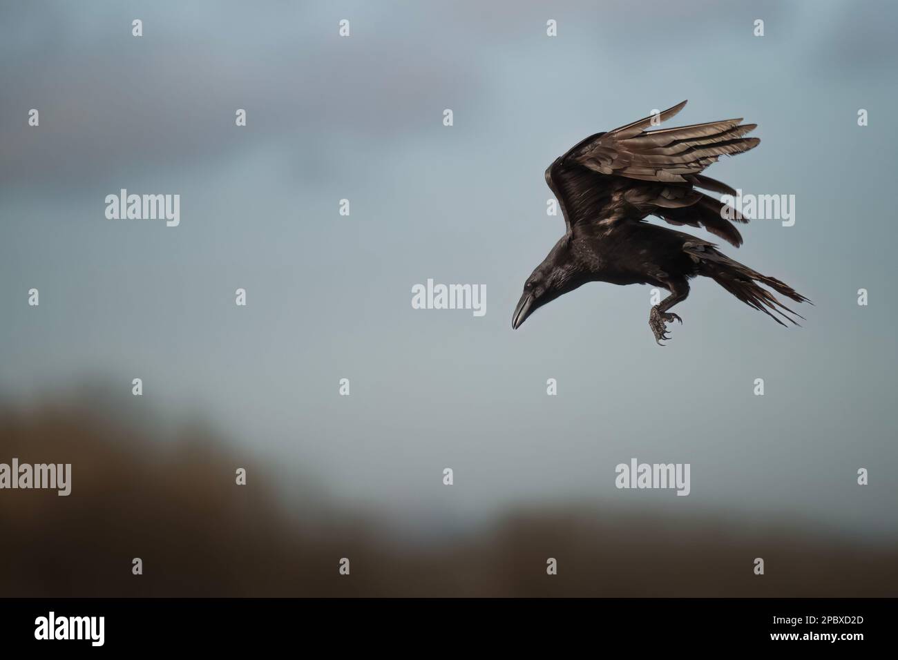 A majestic bird glides through the air with its wings extended wide and ...