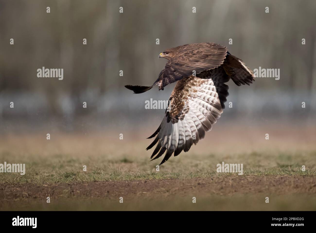 A majestic brown hawk soaring through the air with its wingspan ...