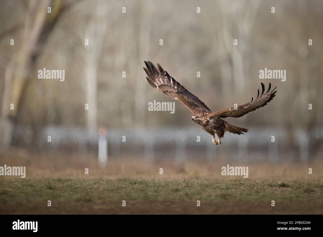 A majestic brown hawk soaring through the air with its wingspan ...