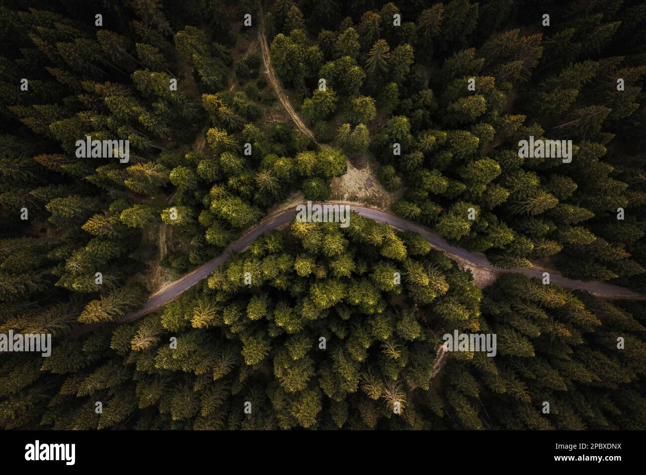 An aerial view of a road in the middle of a lush forest with trees ...