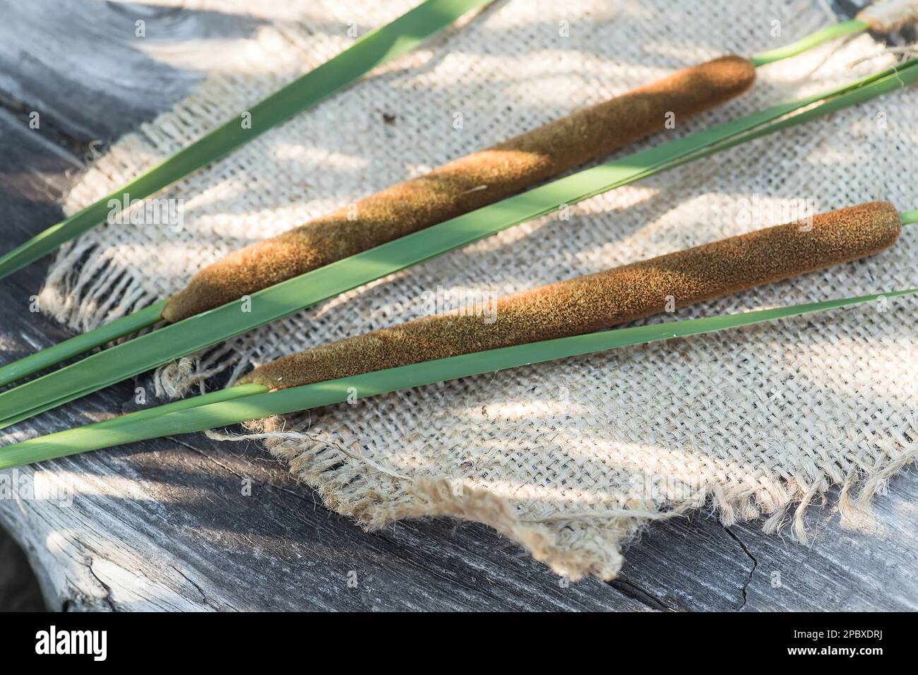 Typha angustifolia flower hi-res stock photography and images - Alamy