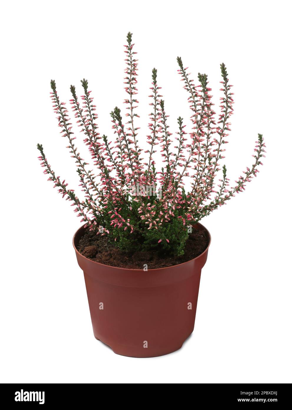 Beautiful heather in flowerpot isolated on white Stock Photo - Alamy