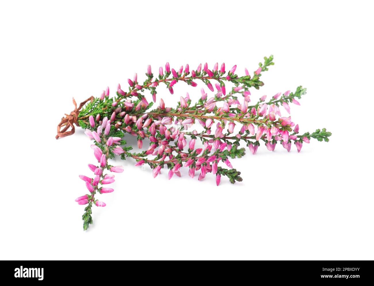 Bunch of heather branches with beautiful flowers isolated on white ...
