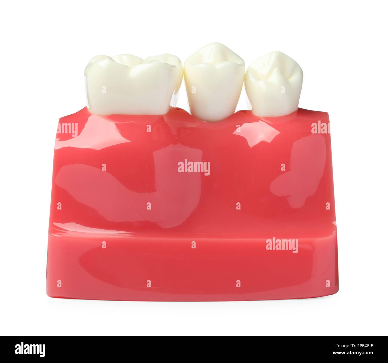 Educational model of gum with teeth on white background Stock Photo - Alamy