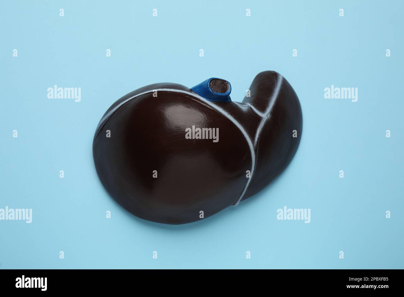 Model of liver on light blue background, top view Stock Photo - Alamy