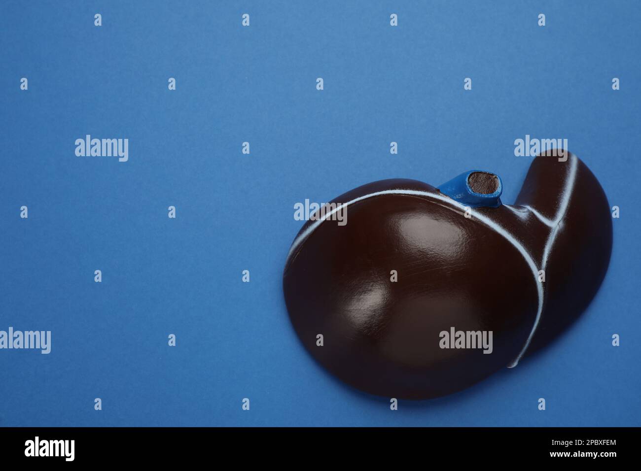 Model of liver on blue background, top view. Space for text Stock Photo ...