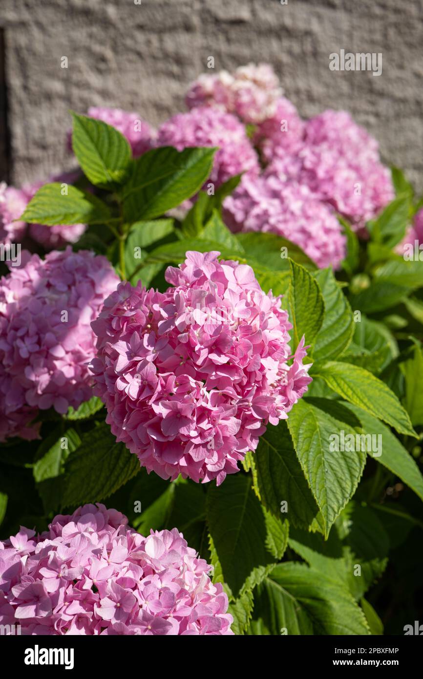 Fully blooming pink Hydrageea flower bush in a small garden. Cement ...