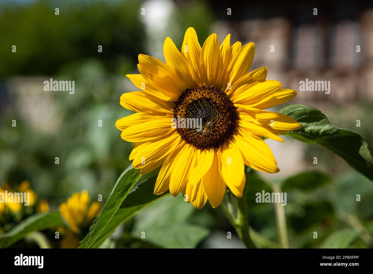 Blooming Sunflowers in Switzerland Europe. Close up shot, no people ...