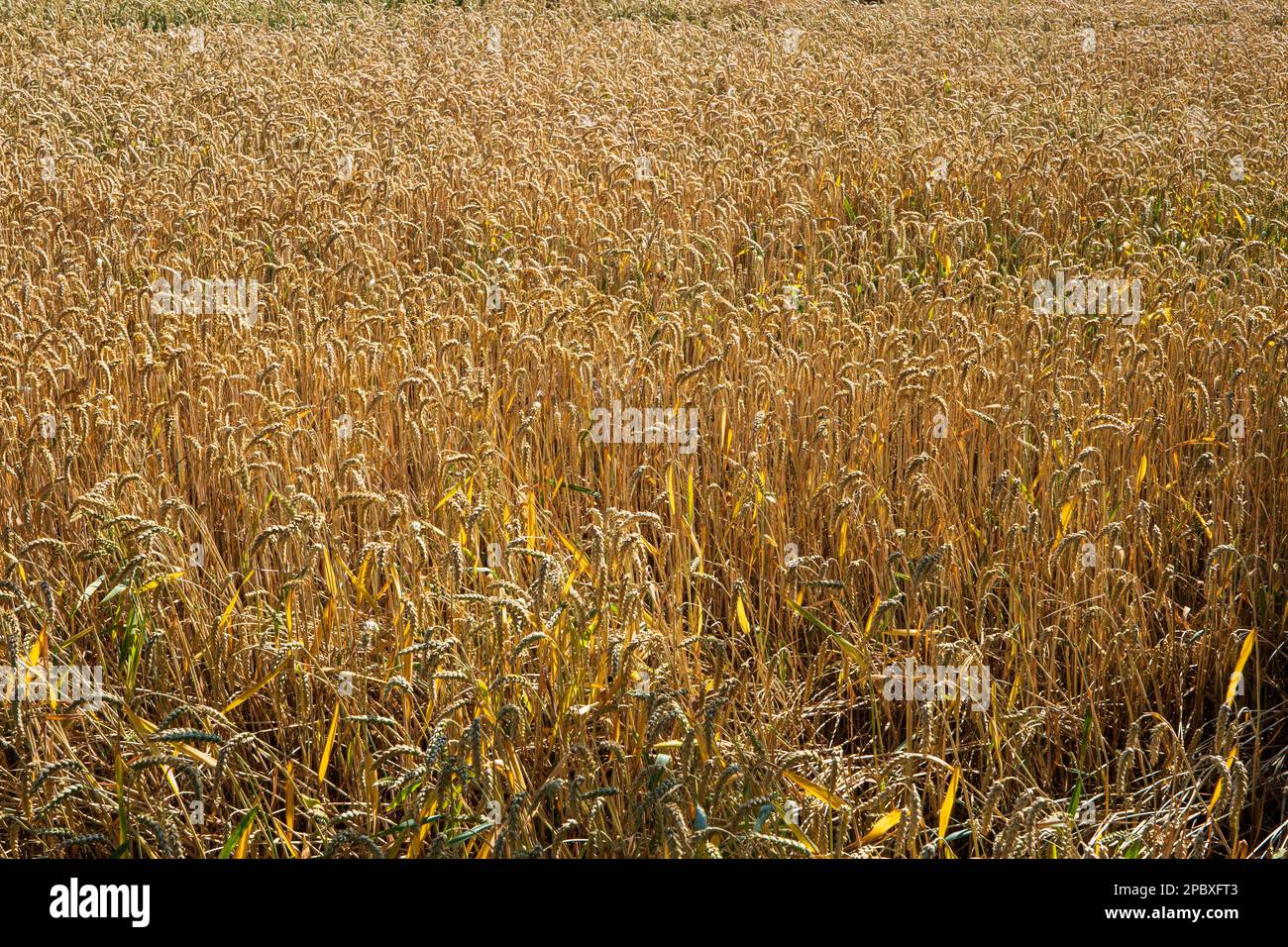 Golden ripe wheat field in Switzerland, Europe. Just before harvest ...
