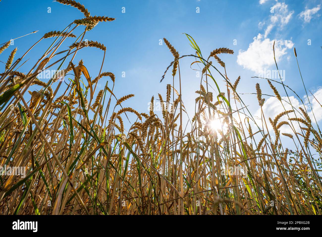Golden ripe straws or ears of wheat in Switzerland, Europe. Low wide ...