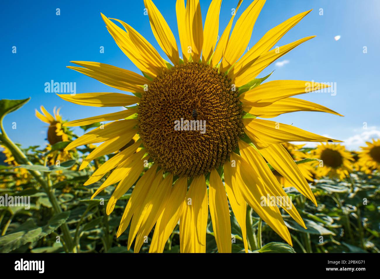 Blooming Sunflowers in Switzerland Europe. Close up shot, no people ...
