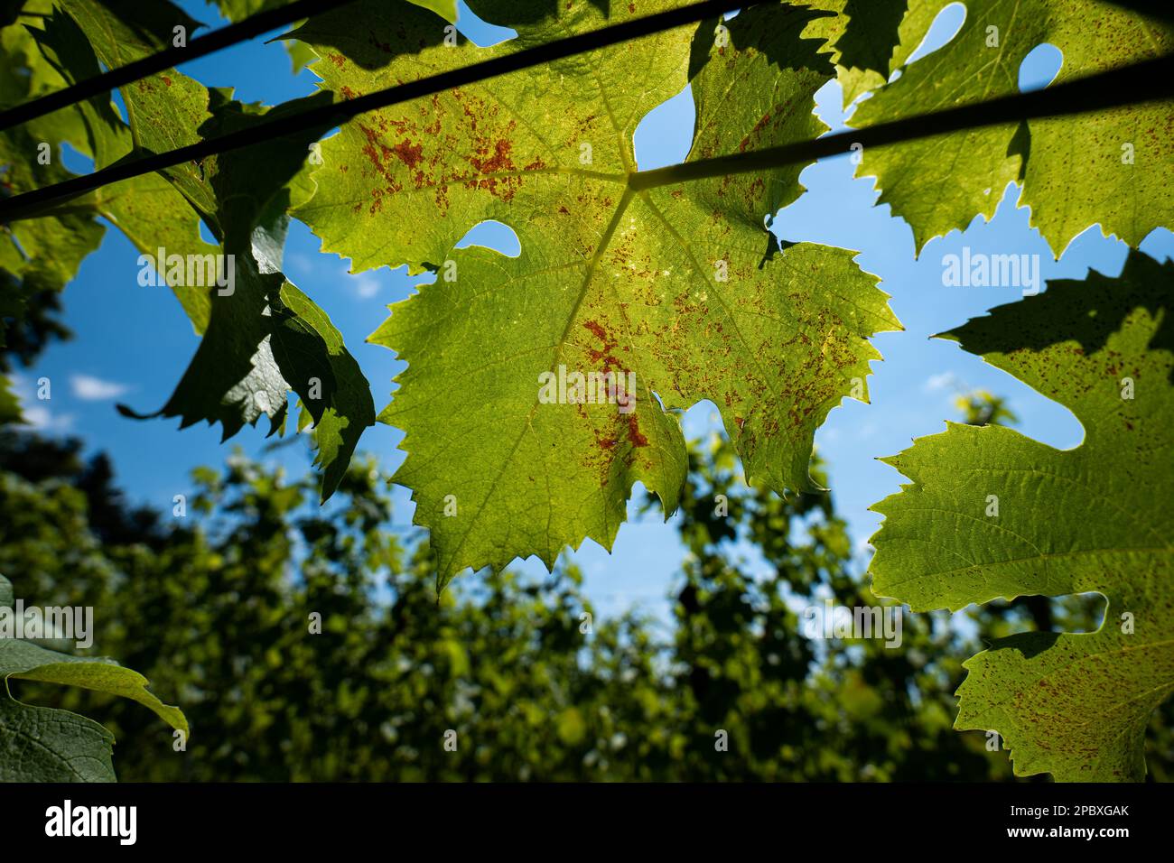 Green and rusty brown grapevine leaf. Close up wide angle view, backlit ...
