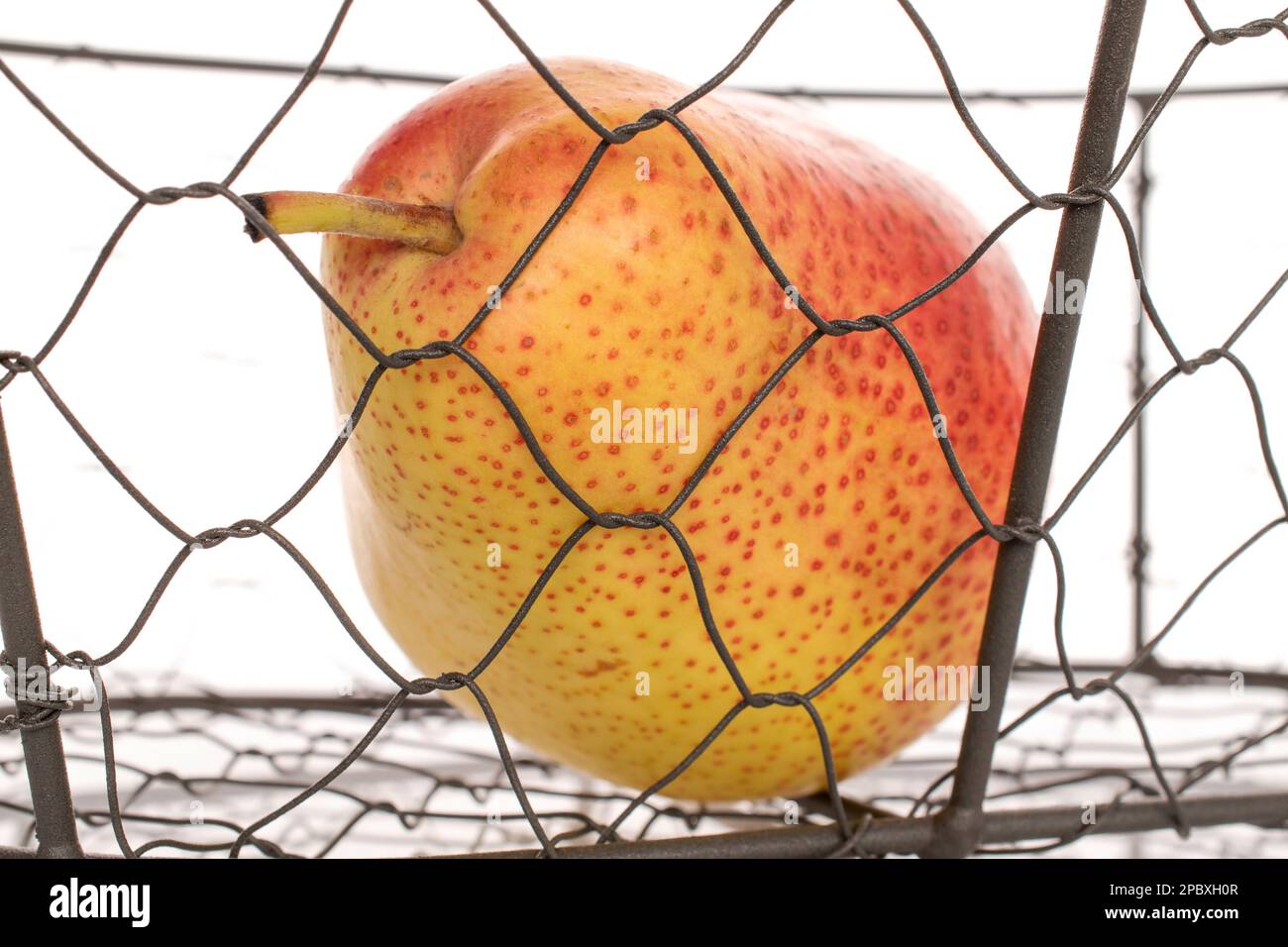 One yellow-red pear behind a metal mesh, close-up, on a white ...