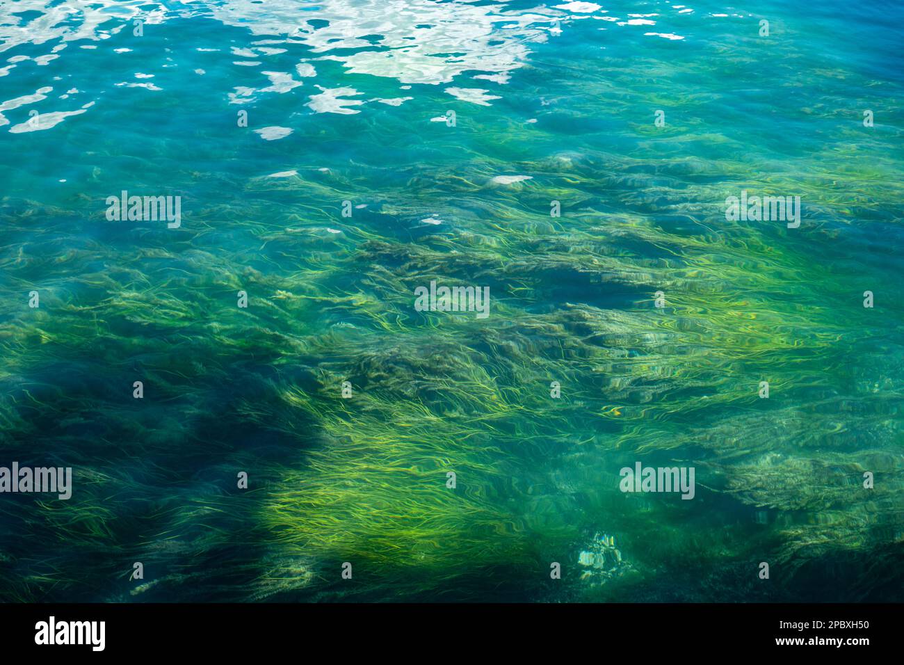 Green algae on the bottom of a lake bed in europe, no people Stock ...