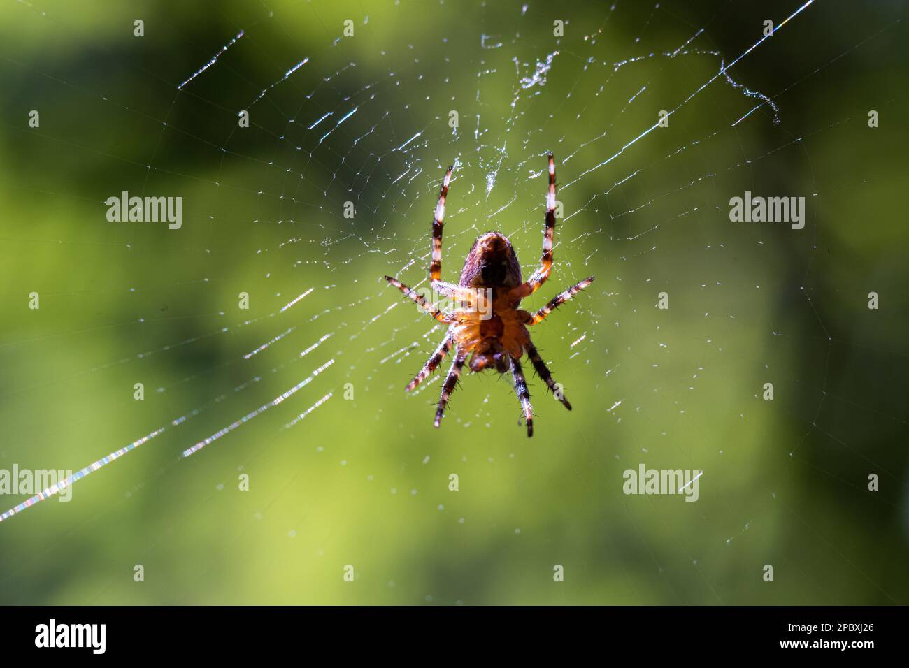 Large garden spider sitting in the center of its web. Sunny summer day ...