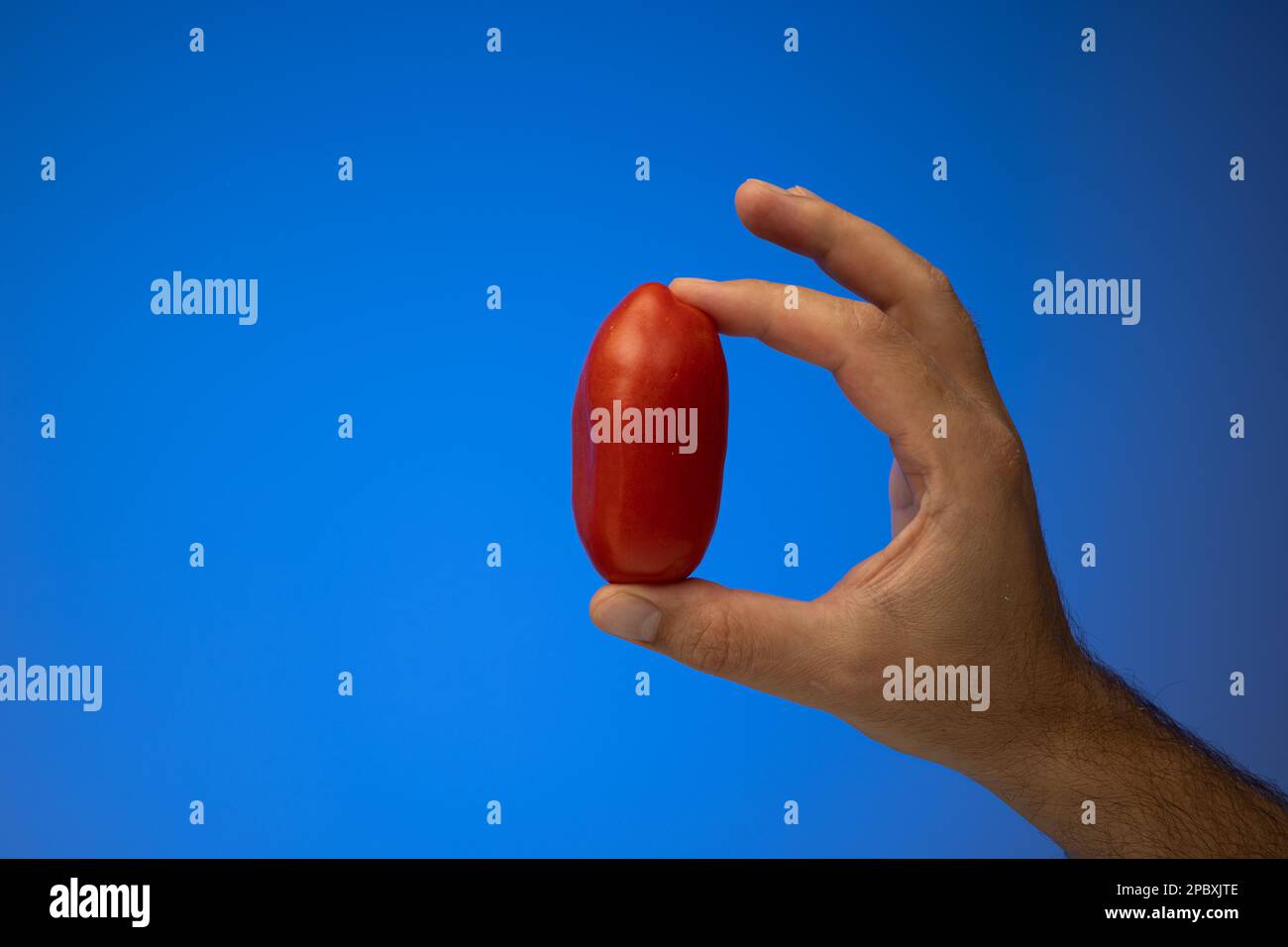 Single fresh red San Marzano tomato held in hand by Caucasian male hand ...