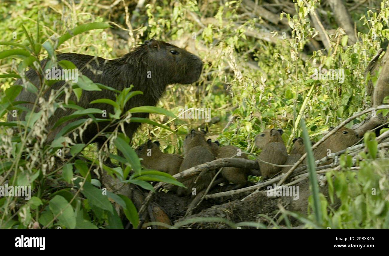 A Capibara (Hidrochaeris Hidrochaeris) gathers its babies after the ...