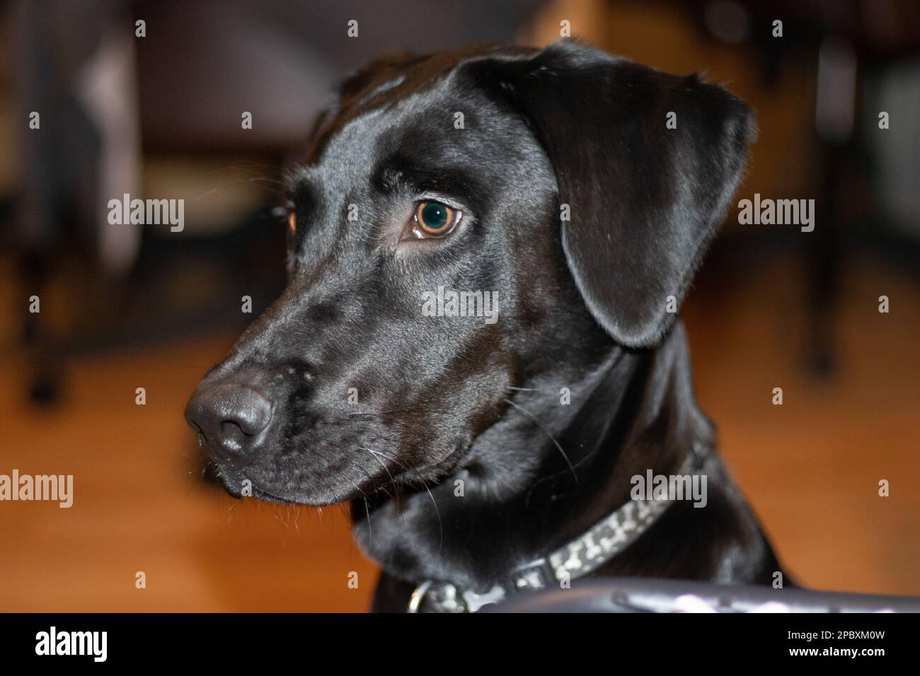 Labrador head hi-res stock photography and images - Alamy
