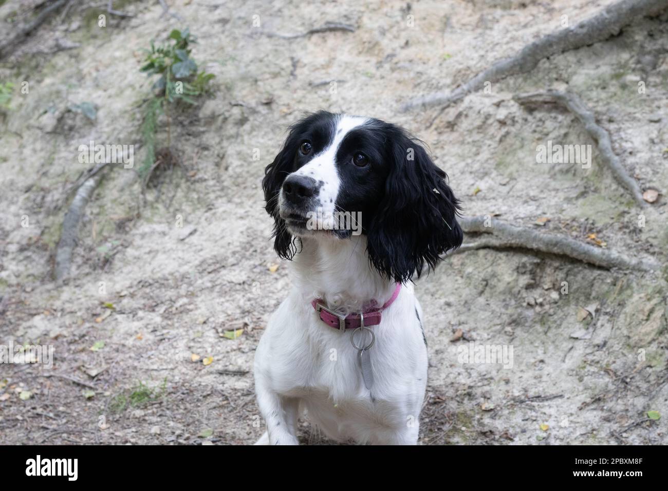 Black and white springer spaniel Stock Photo - Alamy