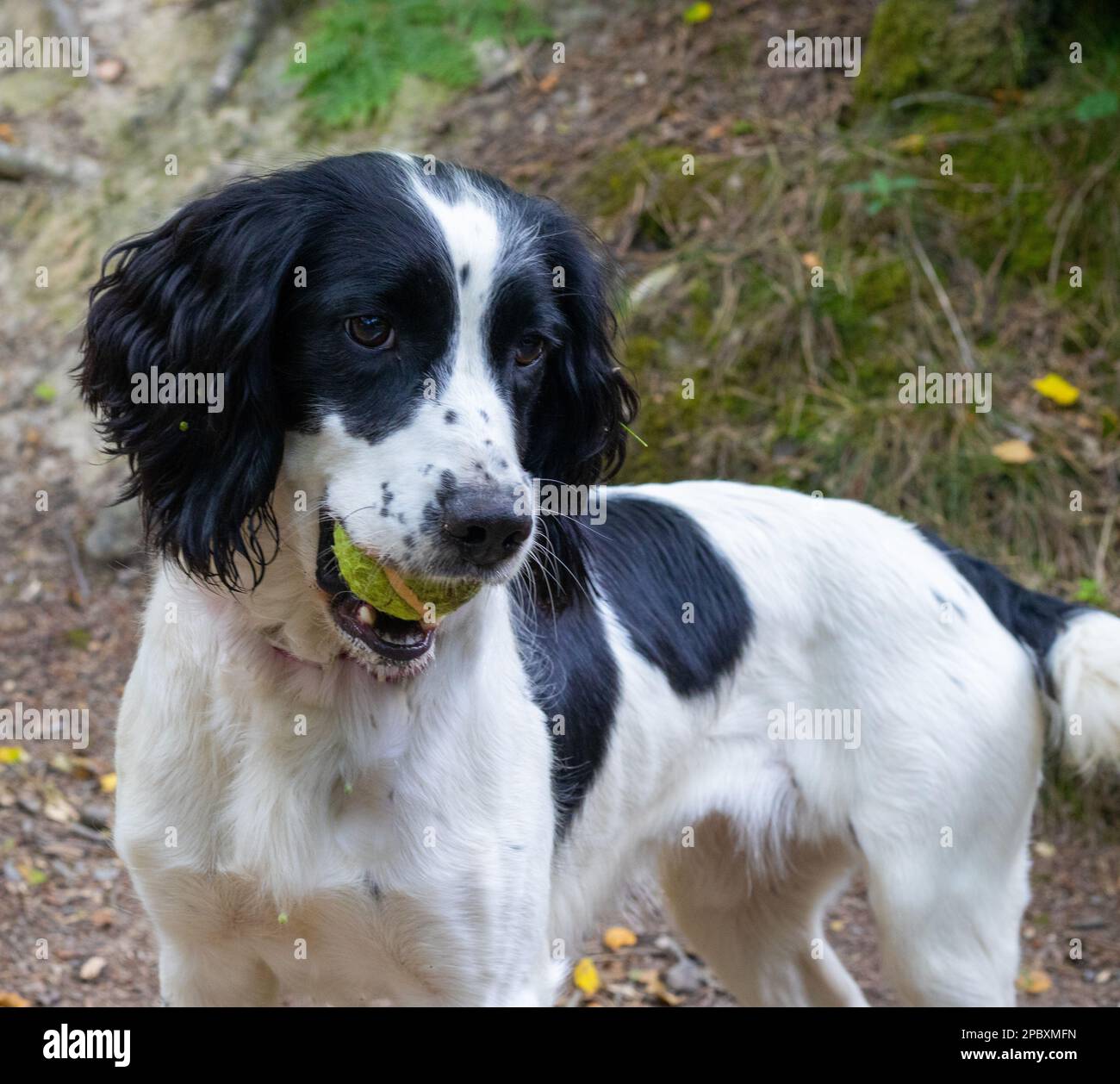 Black and white springer spaniel posing with ball in her mouth Stock ...