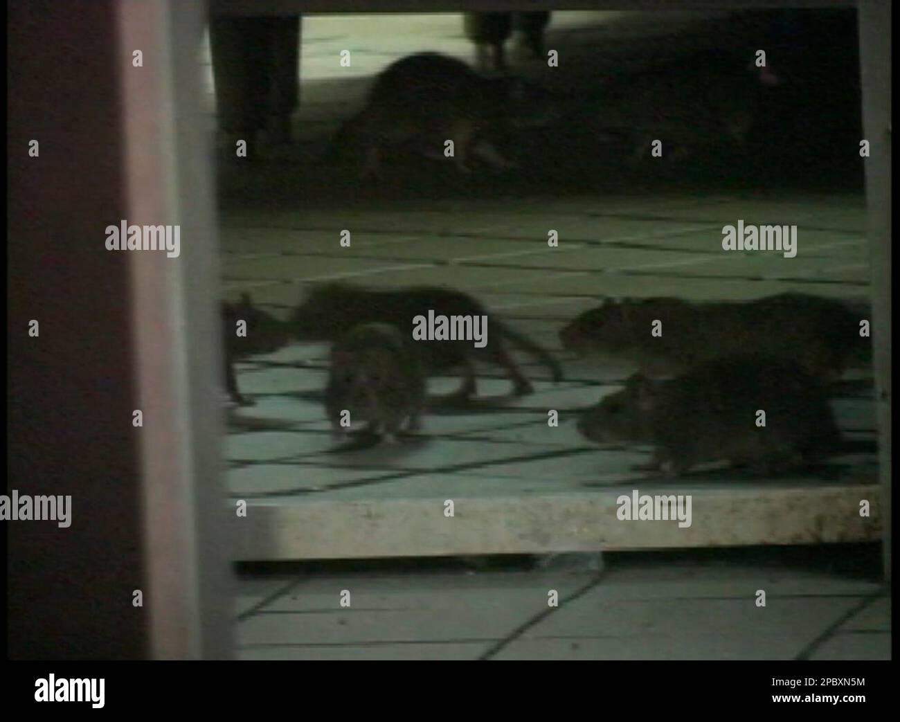 In this image made from video rats move around inside a KFC-Taco Bell ...