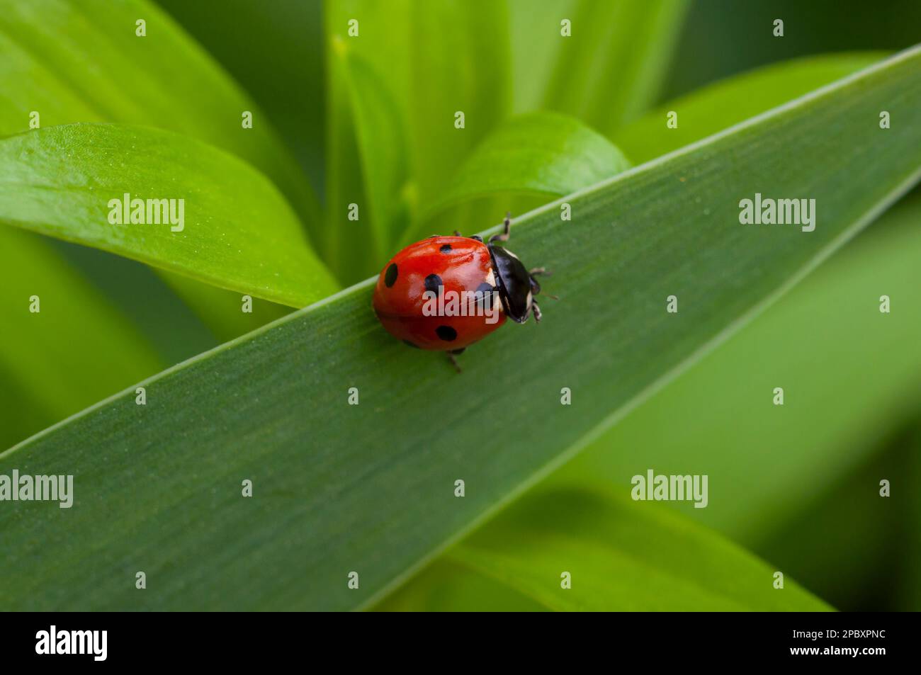 Red little ladybug cleans antennae sitting on green leaves close-up ...