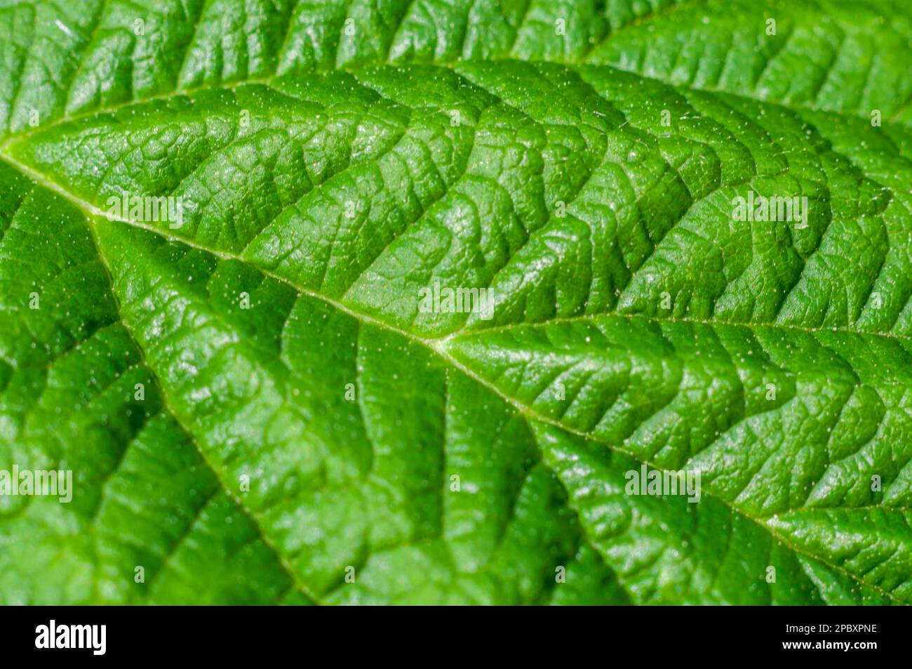Green juicy leaf of the plant with veins and folds, filling the entire ...